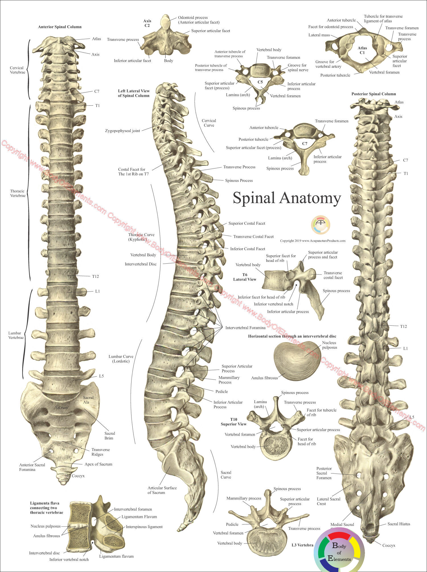 Spinal Anatomy Poster Spinal Anatomy Poster