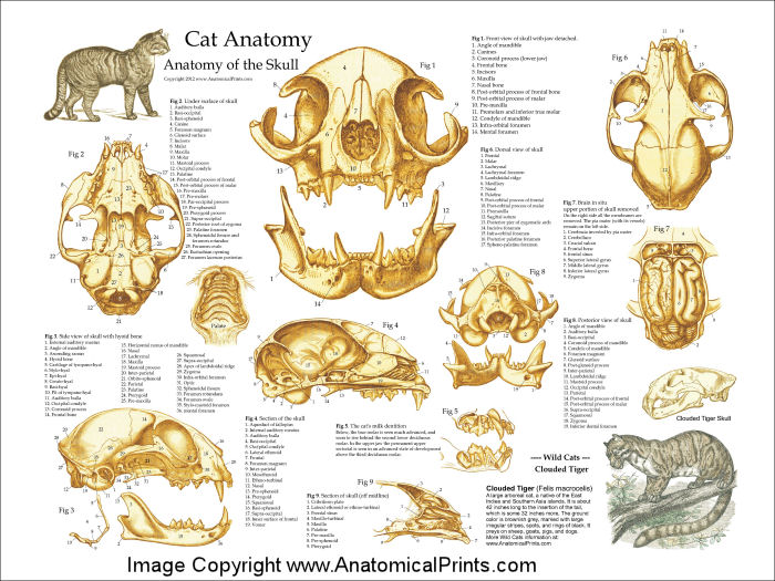 Domestic Cat Skull Anatomy Poster Domestic Cat Skull Anatomy Poster