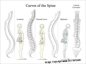 Chiropractic Charts and Posters