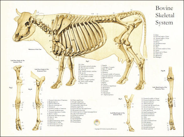 Skeletal Anatomy Of The Cow Poster Skeletal Anatomy Of The Cow Poster