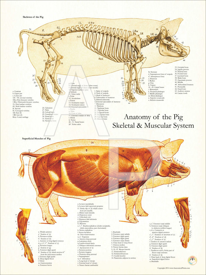 Pig Skeletal And Muscular Anatomy Poster