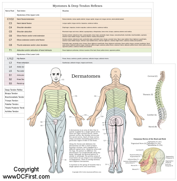 Dermatomal Pattern Chart Dermatomal Pattern Chart