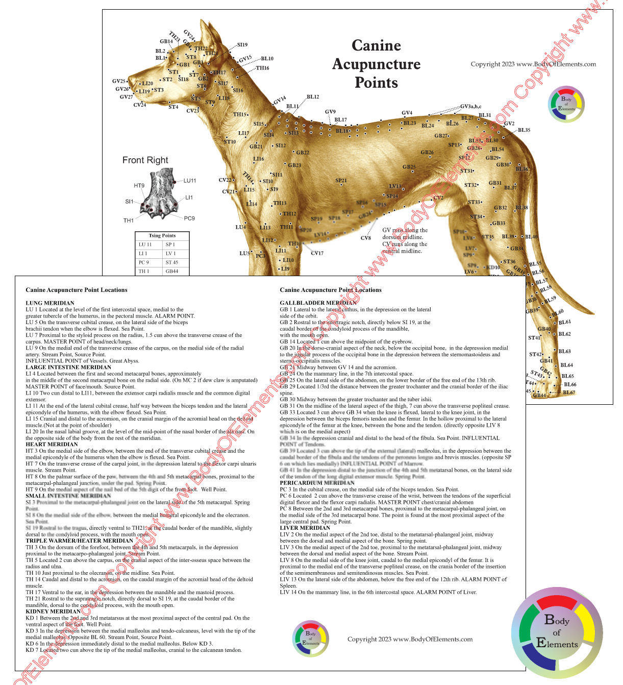 Canine Dog Acupuncture Chart